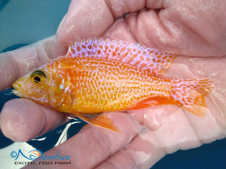 Malawi Species Archives - Nembwe Fish Farm