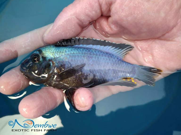 Metriaclima Koningsi - Nembwe Fish Farm