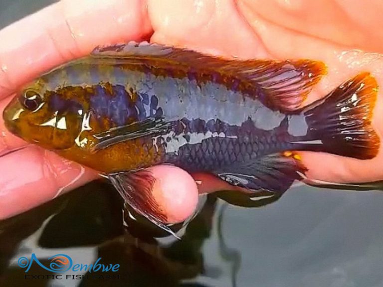 Tropheops Membe - Nembwe Fish Farm