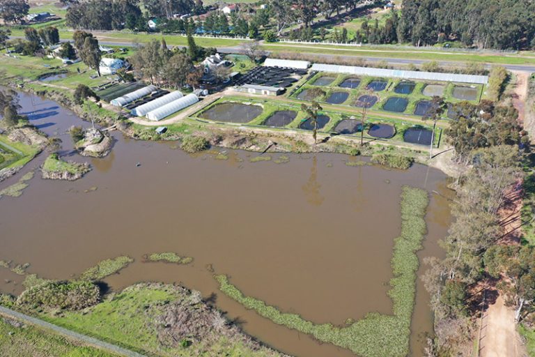 Nembwe Fish Farm - Nembwe Fish Farm