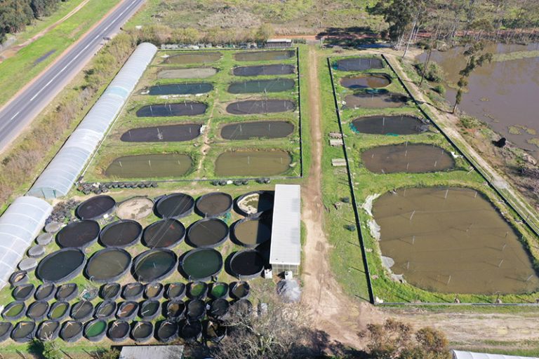 Nembwe Fish Farm - Nembwe Fish Farm